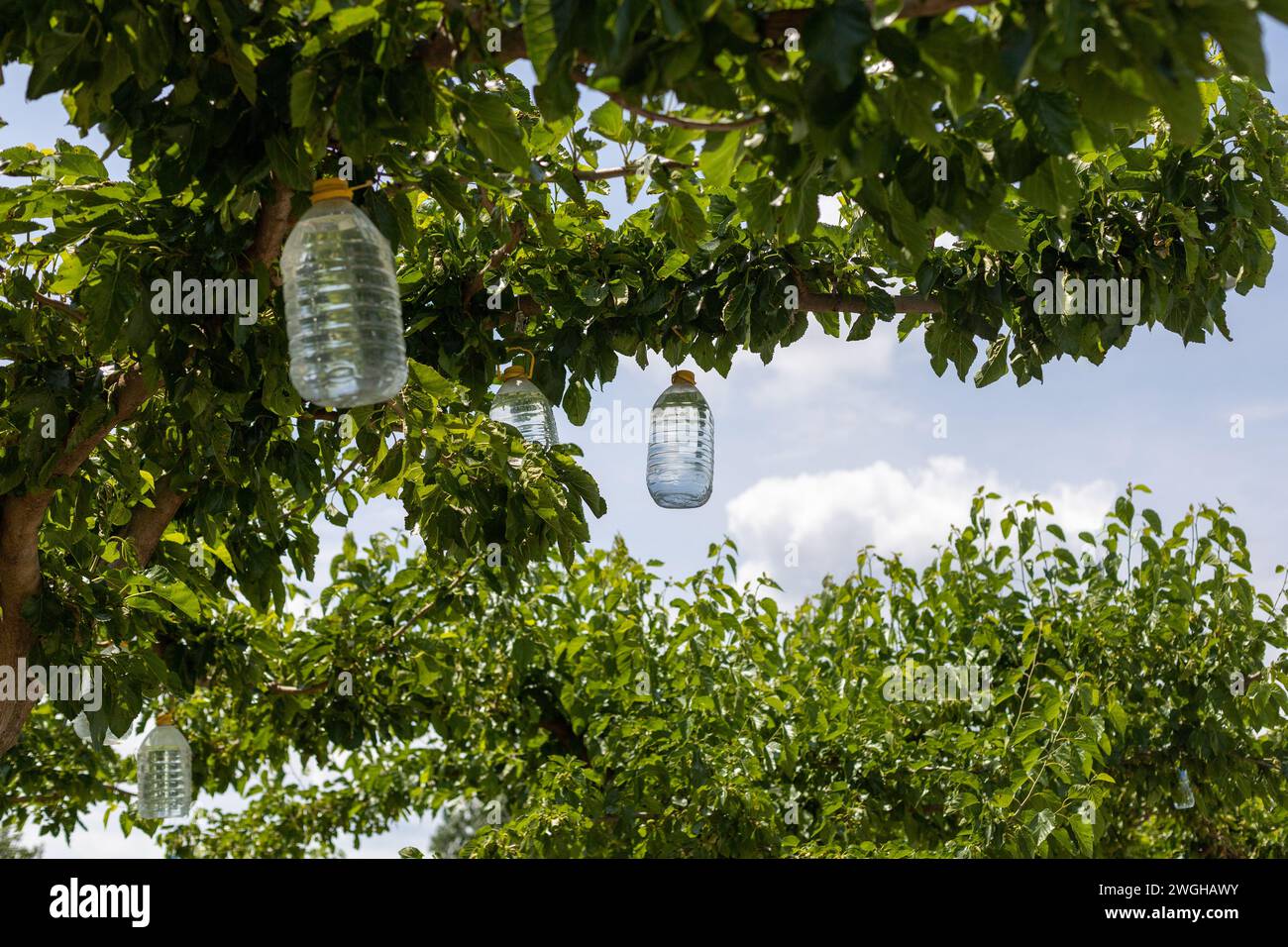 large water bottles weighing and shaping tree branches Stock Photo - Alamy