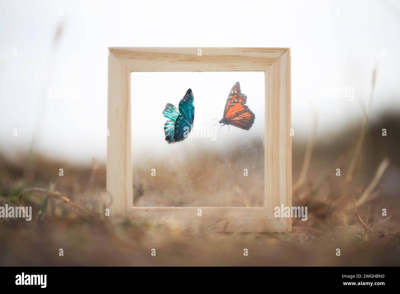 surreal meeting between two butterflies splits from a glass of a frame ...