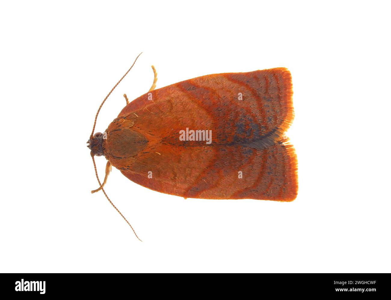 Carnation tortrix moth Cut Out Stock Images & Pictures - Alamy