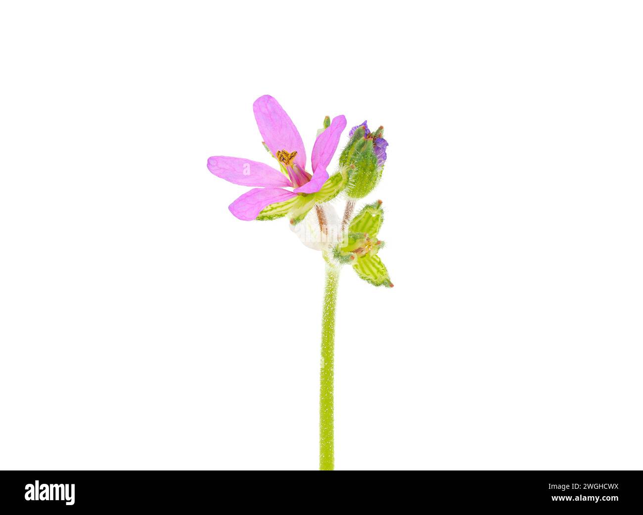 Musk weed plant hi-res stock photography and images - Alamy
