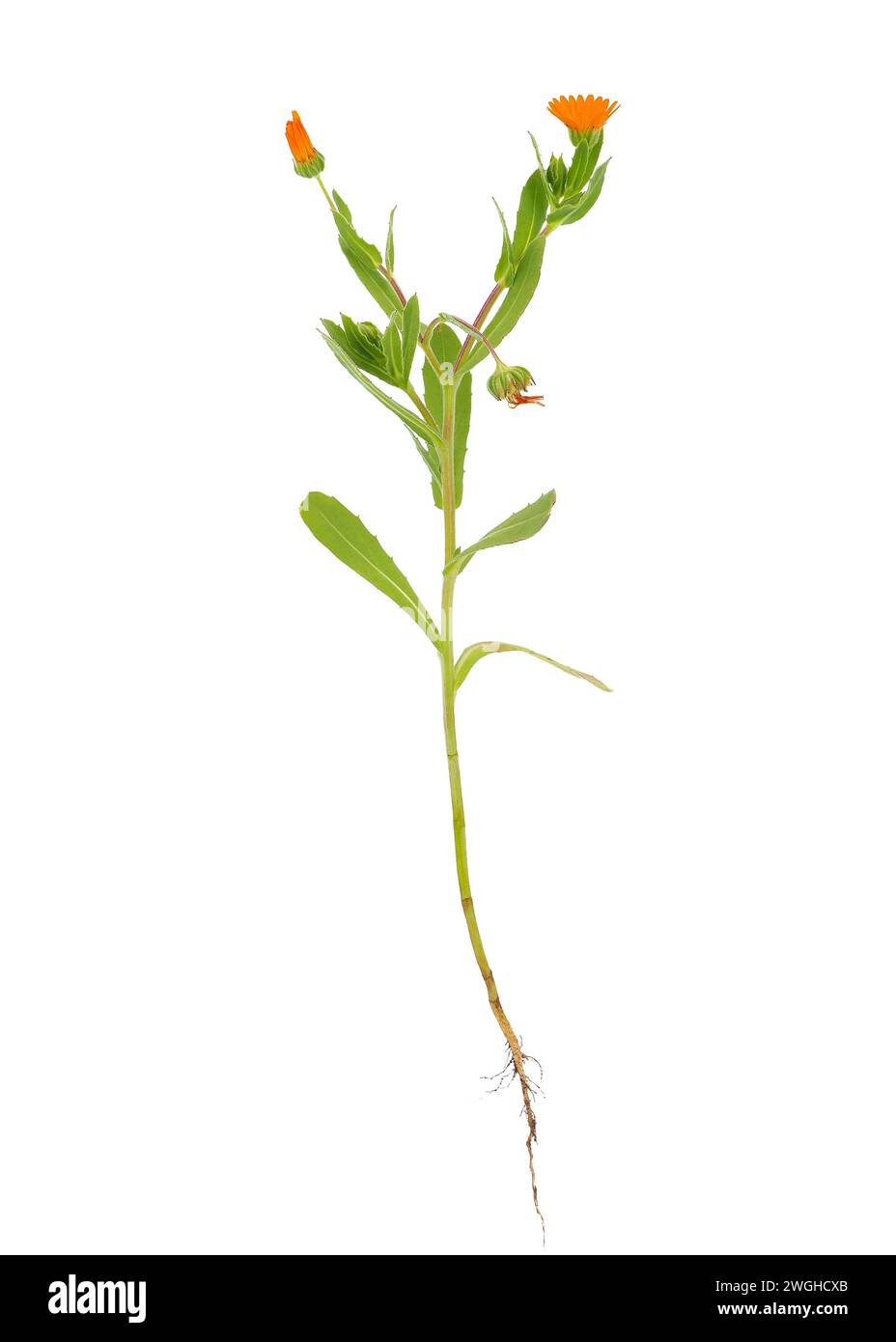 Sicilian marigold plant isolated on white background, Calendula ...