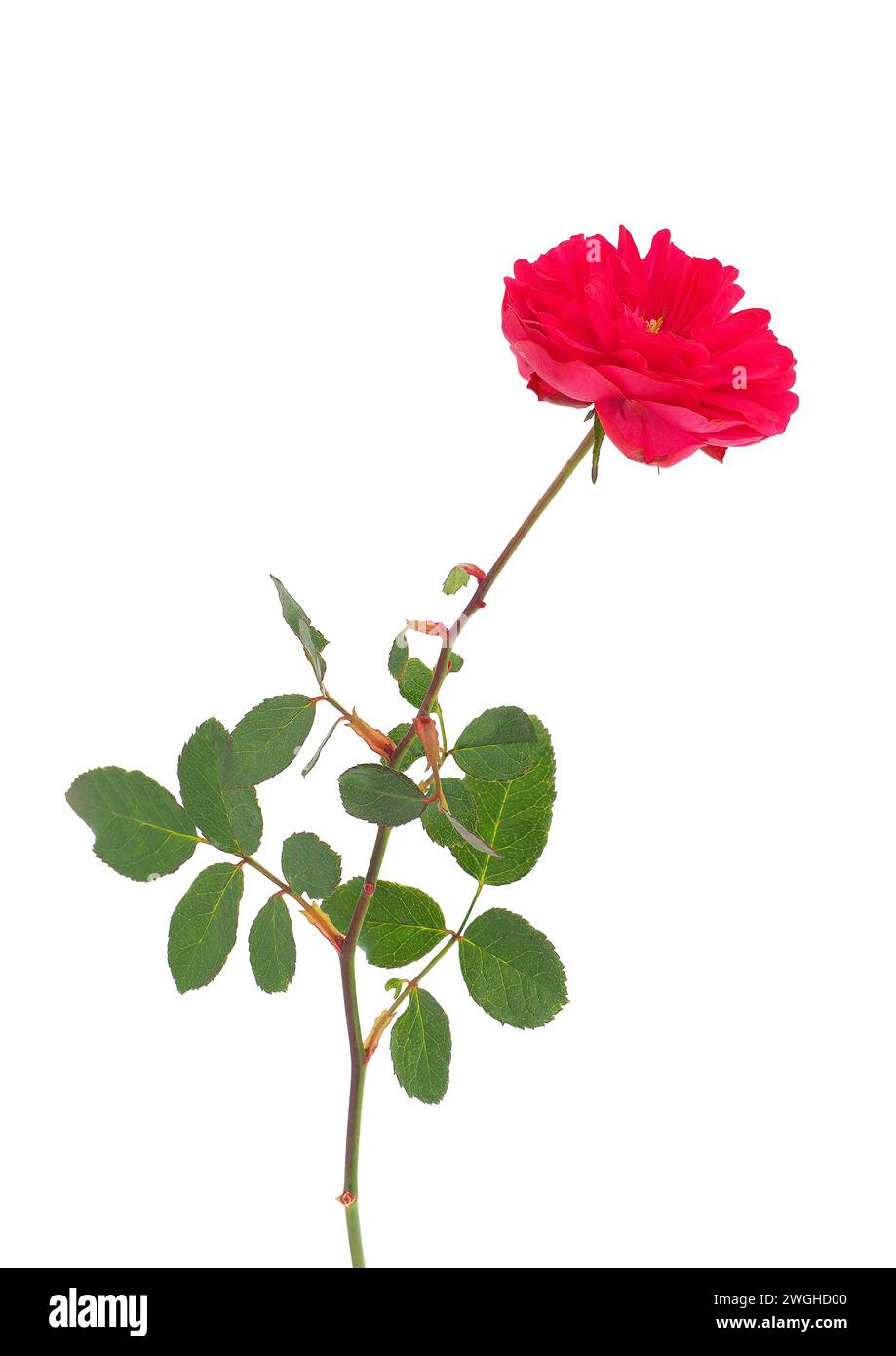 Red memorial rose isolated on white background, Rosa lucieae Stock ...