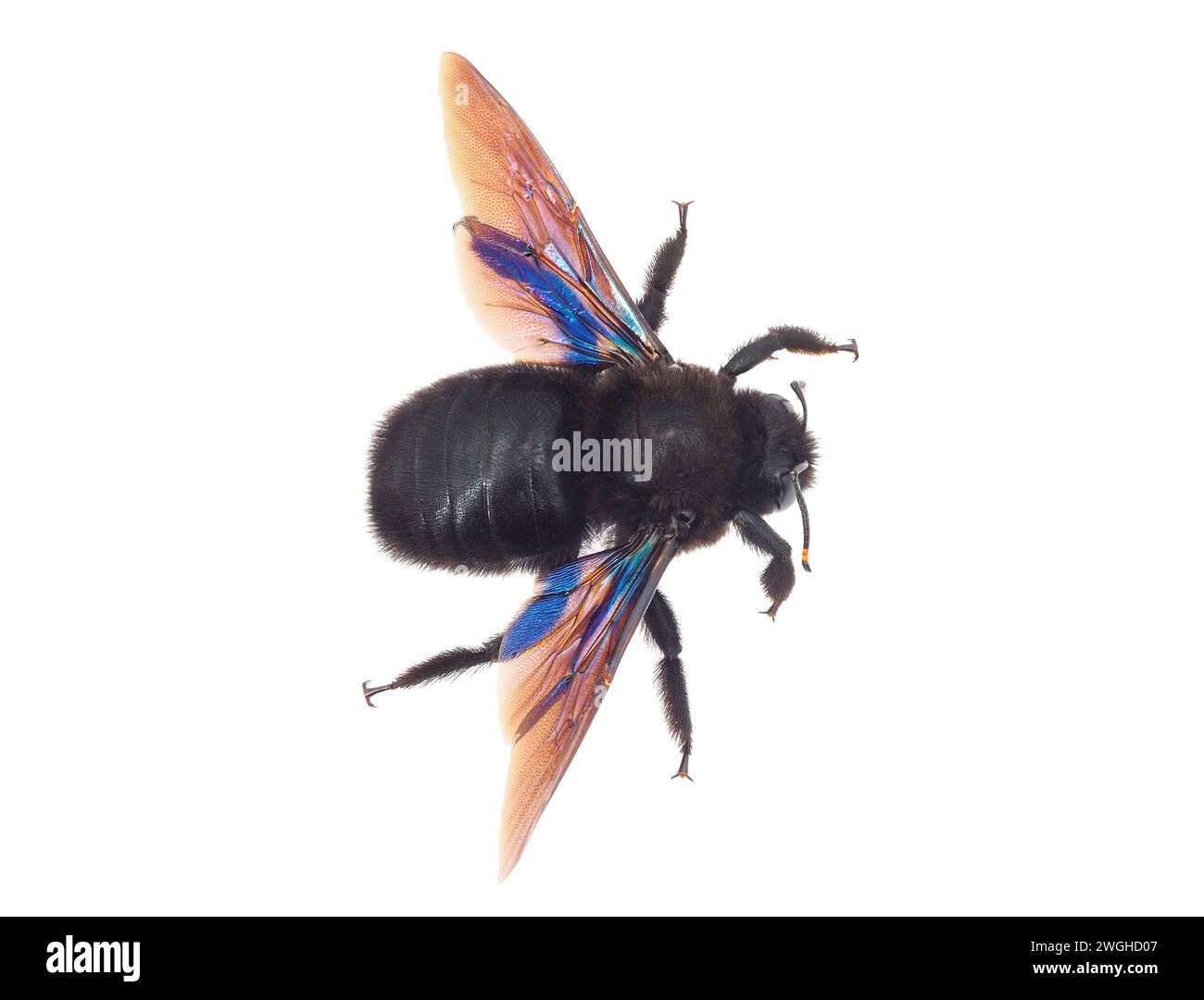 Violet carpenter bee isolated on white background, Xylocopa violacea ...