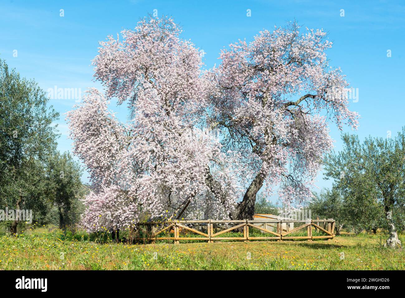 Royal almond tree hi-res stock photography and images - Alamy