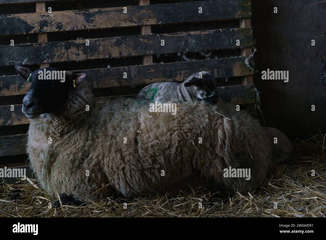 5th February, 2024. Raglan Farm, Raglan, Monmouthshire. Lambing season ...