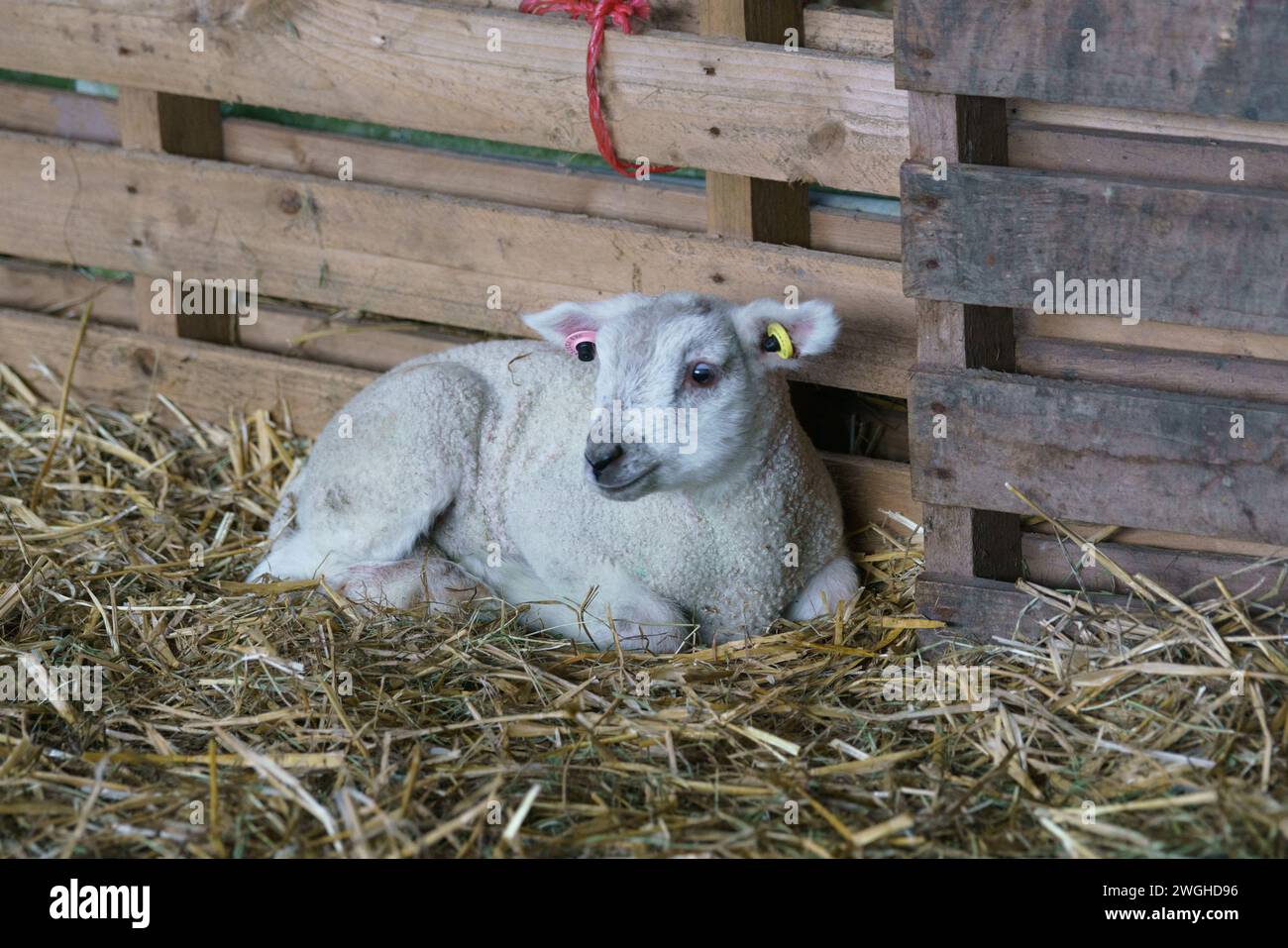 5th February, 2024. Raglan Farm, Raglan, Monmouthshire. Lambing season ...