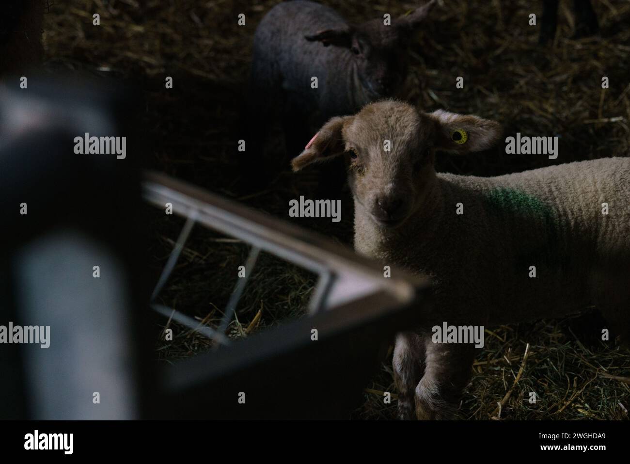 Born This Way Season Hi Res Stock Photography And Images Alamy