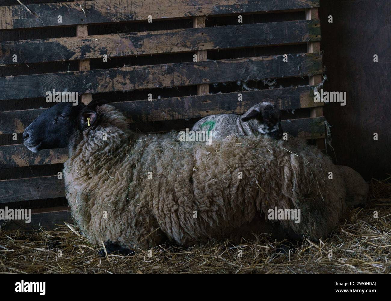 5th February, 2024. Raglan Farm, Raglan, Monmouthshire. Lambing season ...