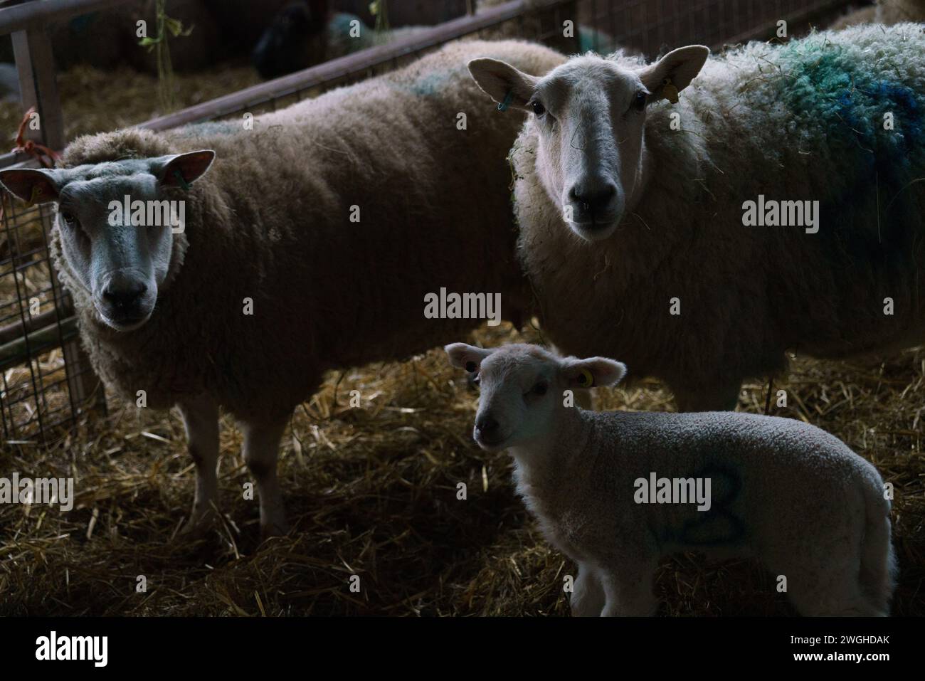 5th February, 2024. Raglan Farm, Raglan, Monmouthshire. Lambing season ...