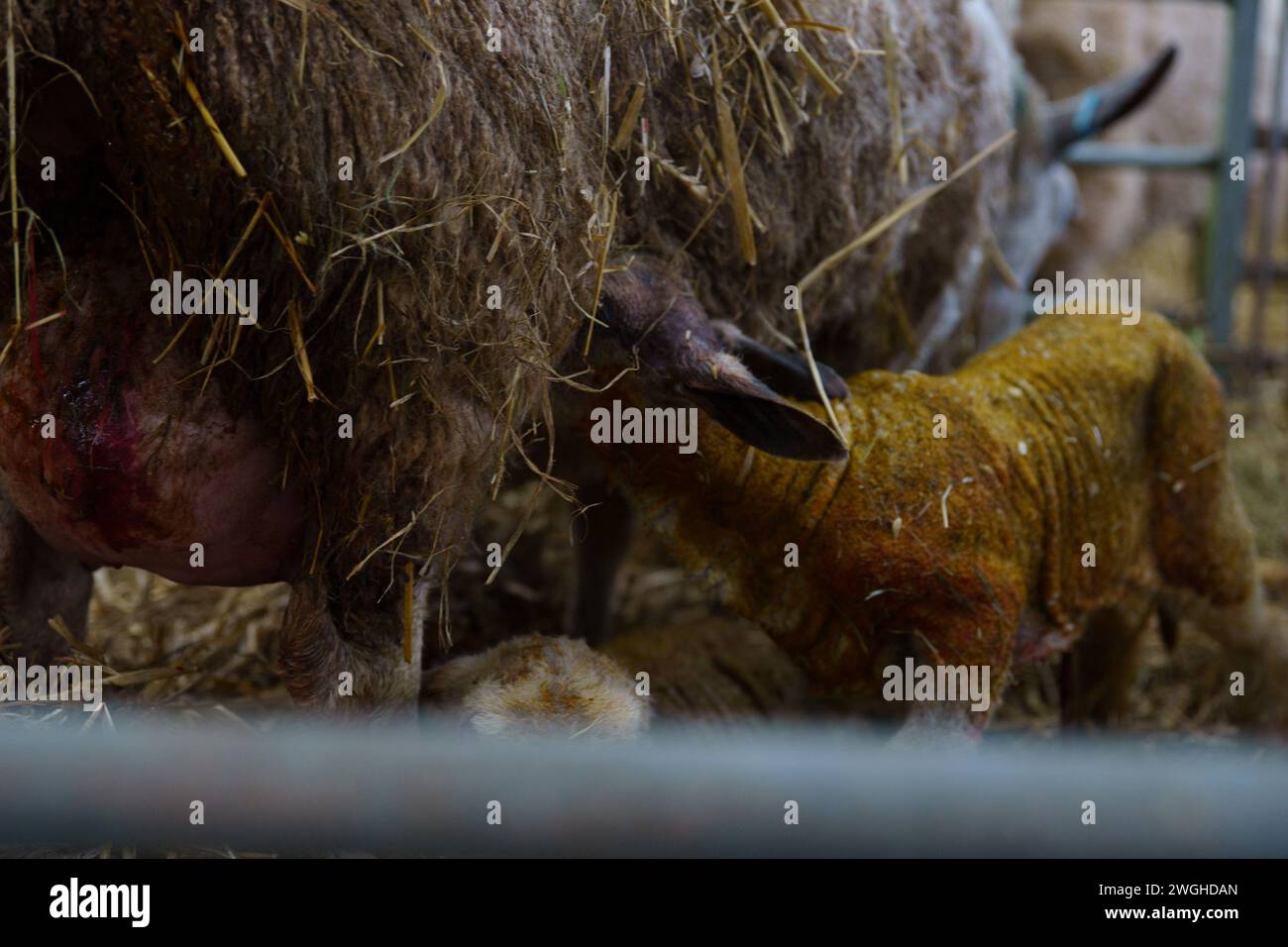 5th February, 2024. Raglan Farm, Raglan, Monmouthshire. Lambing season ...