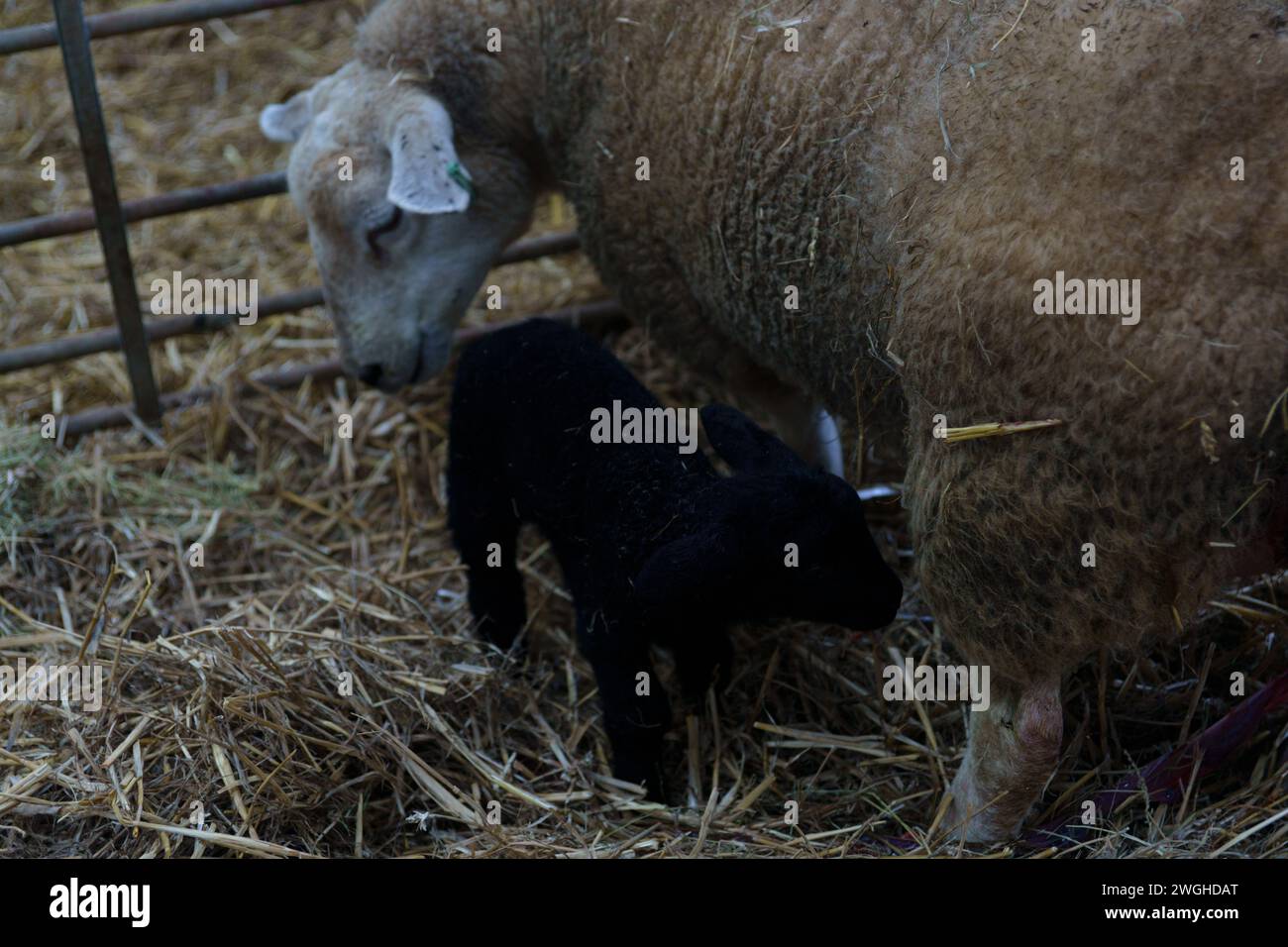Farmer (during lambing season) hi-res stock photography and images - Alamy