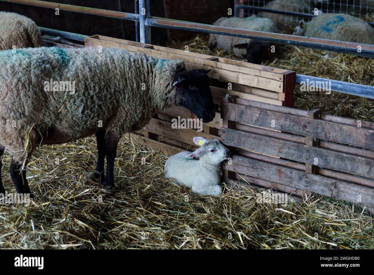 5th February, 2024. Raglan Farm, Raglan, Monmouthshire. Lambing season ...
