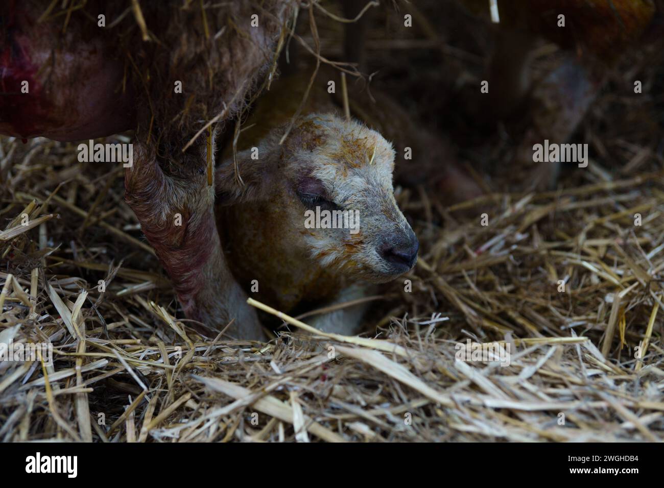 5th February, 2024. Raglan Farm, Raglan, Monmouthshire. Lambing season ...