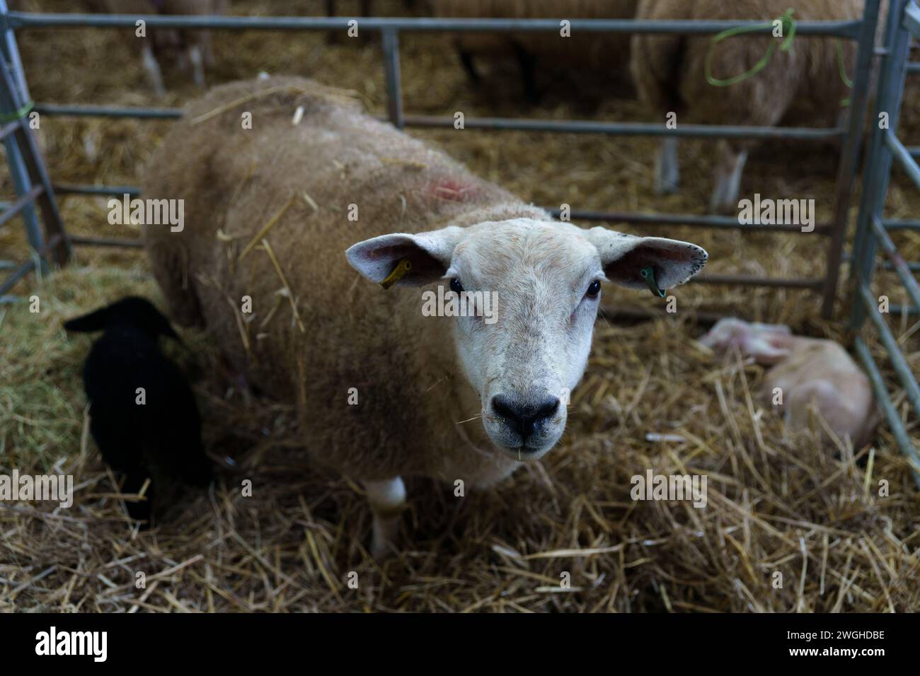 5th February, 2024. Raglan Farm, Raglan, Monmouthshire. Lambing season ...