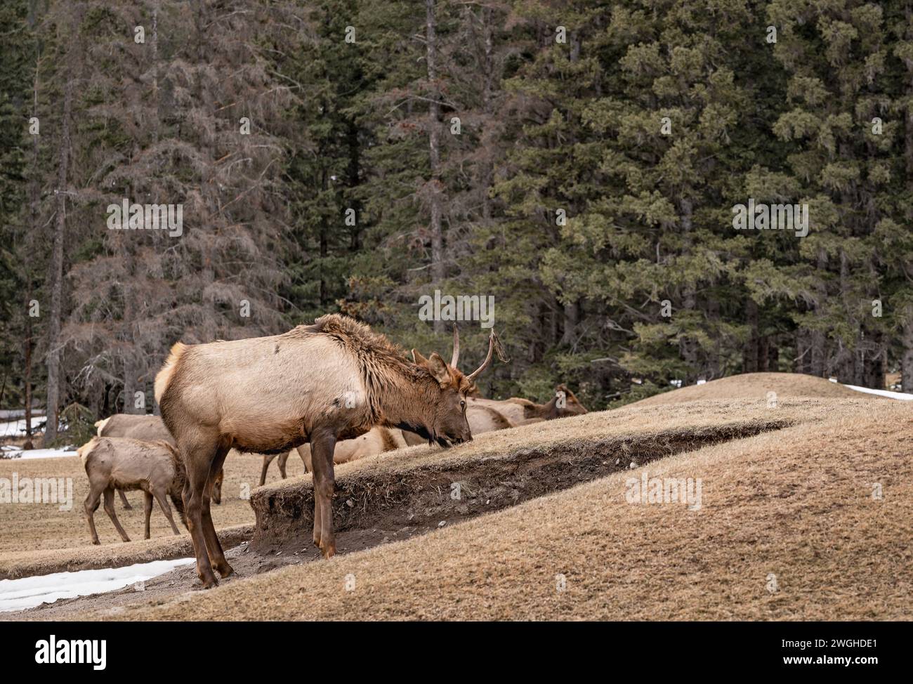 Elk (Cervus canadensis) grazing on grass at a golf course sand trap in ...