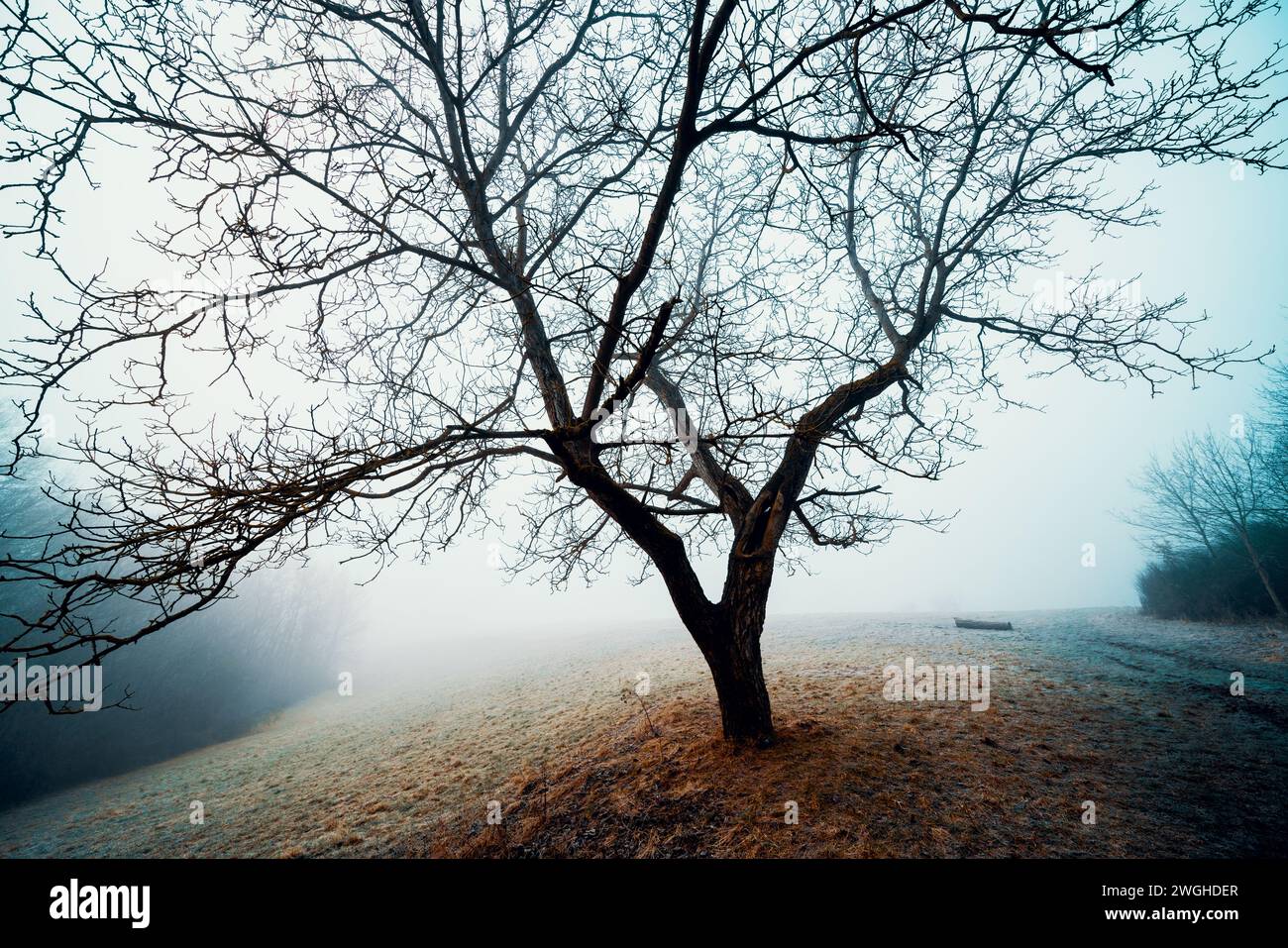 Beautiful lonely tree on foggy hi-res stock photography and images - Alamy