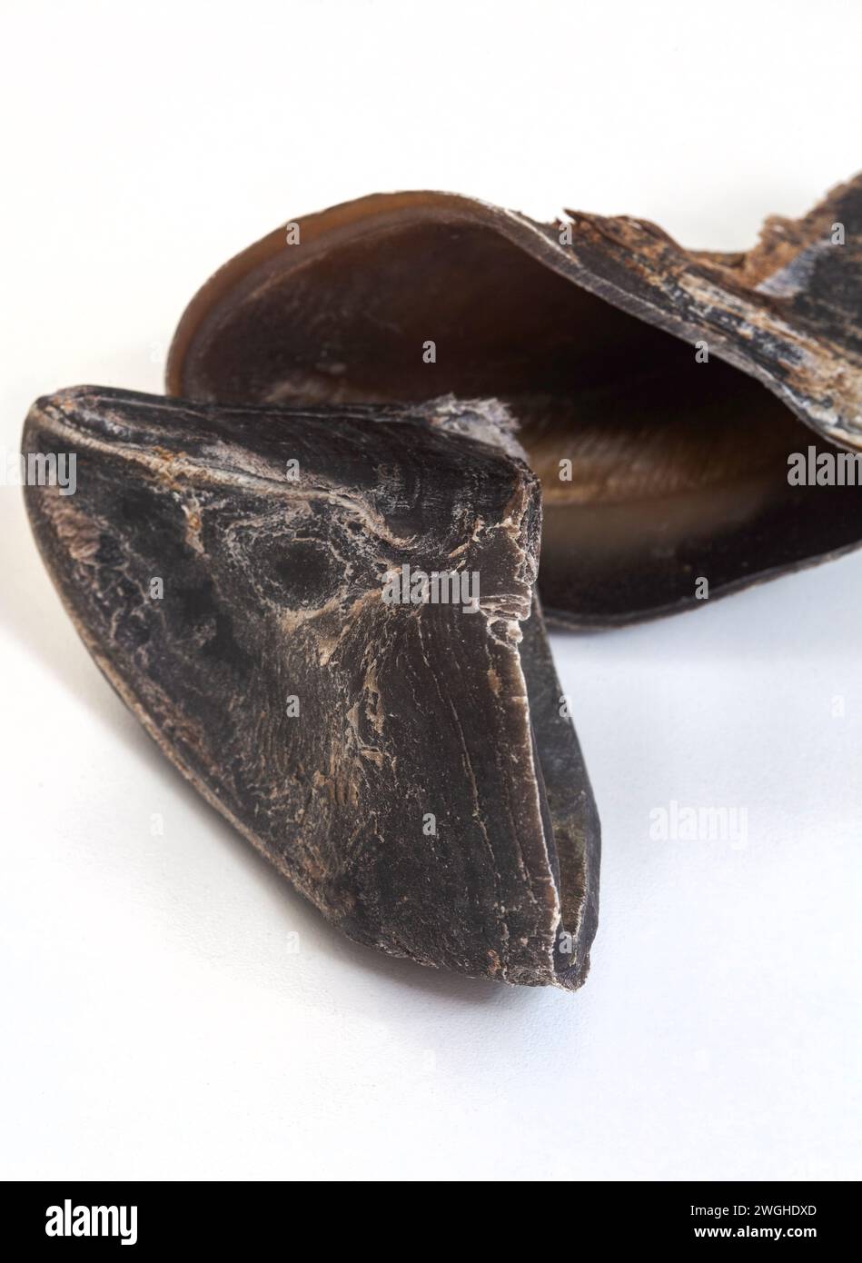 animal hoof chews for dogs on plain white background Stock Photo - Alamy