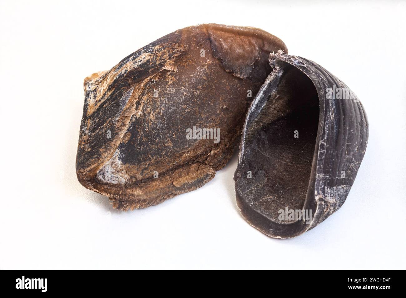 animal hoof chews for dogs on plain white background Stock Photo - Alamy