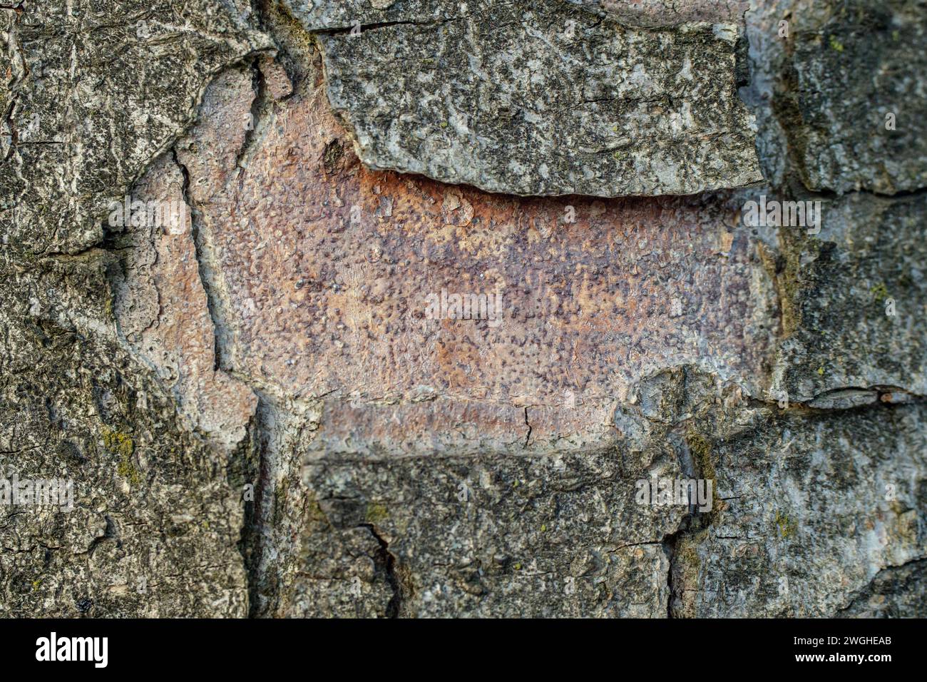 Fractured wood texture hi-res stock photography and images - Alamy