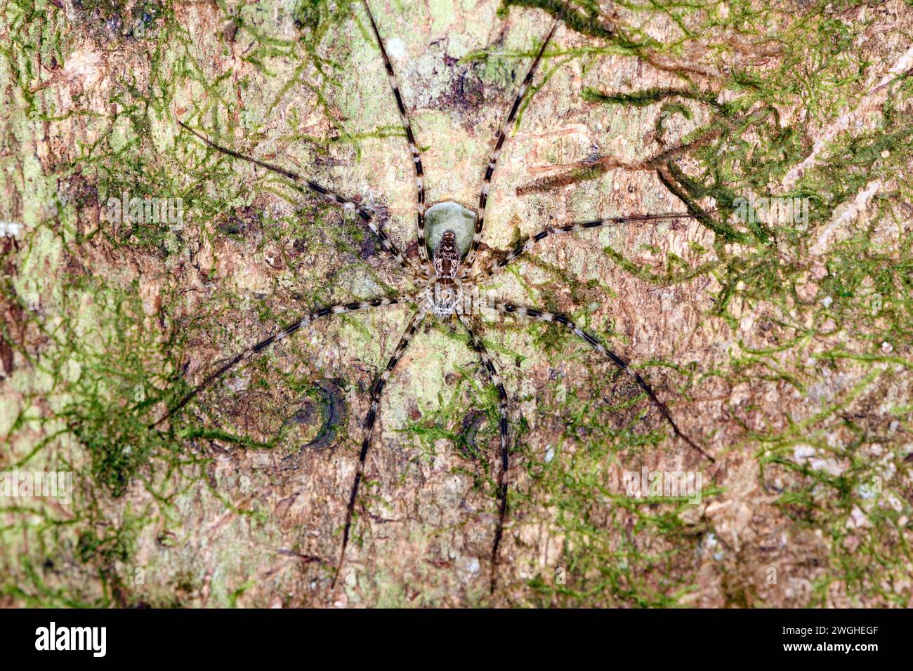 Huntsman spider (Heteropoda sp.?) sitting on eggs. Photo from Laguna de ...