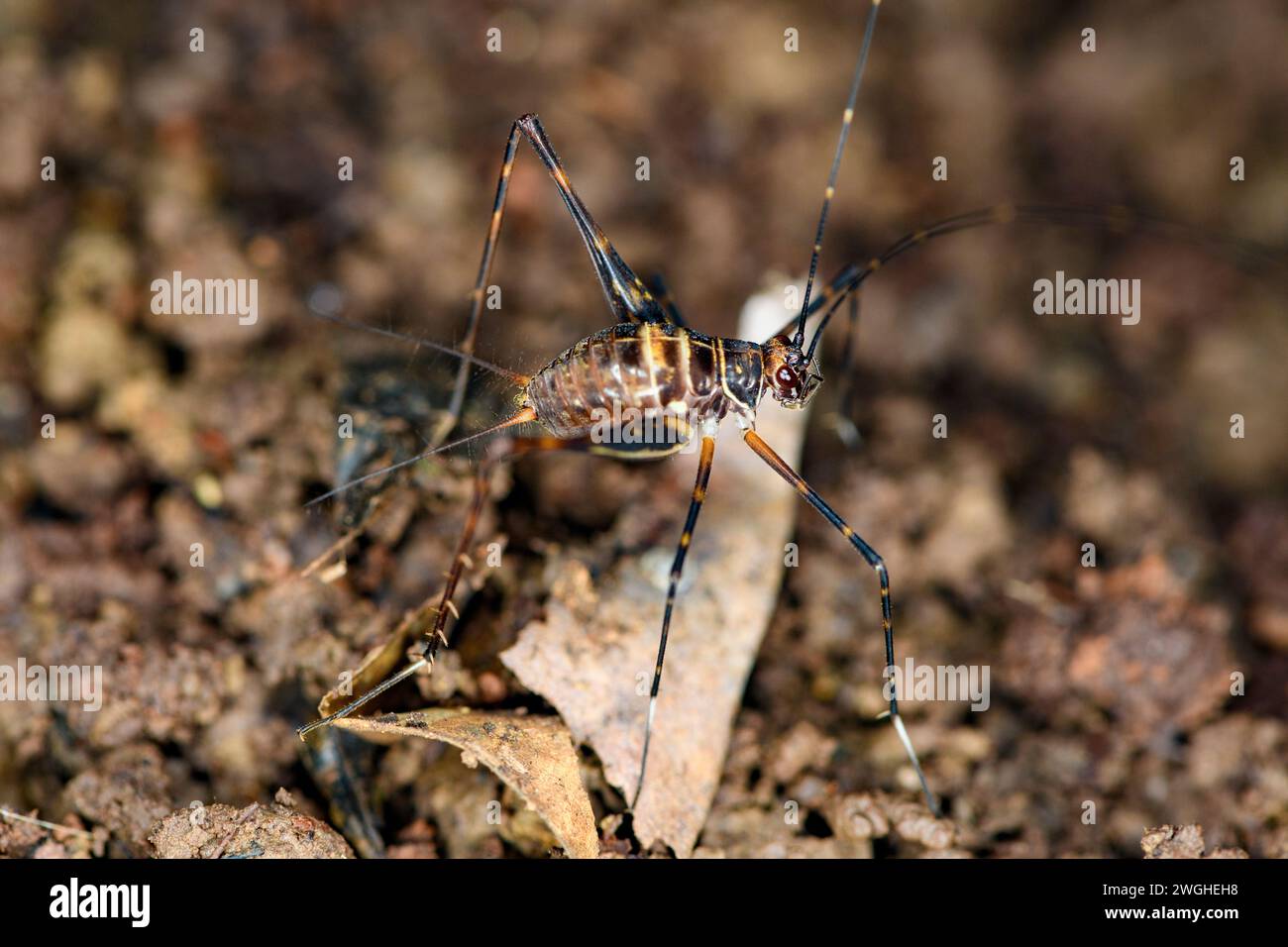 Unidentified spider cricket (Family Phalangopsidae) from Laguna de ...
