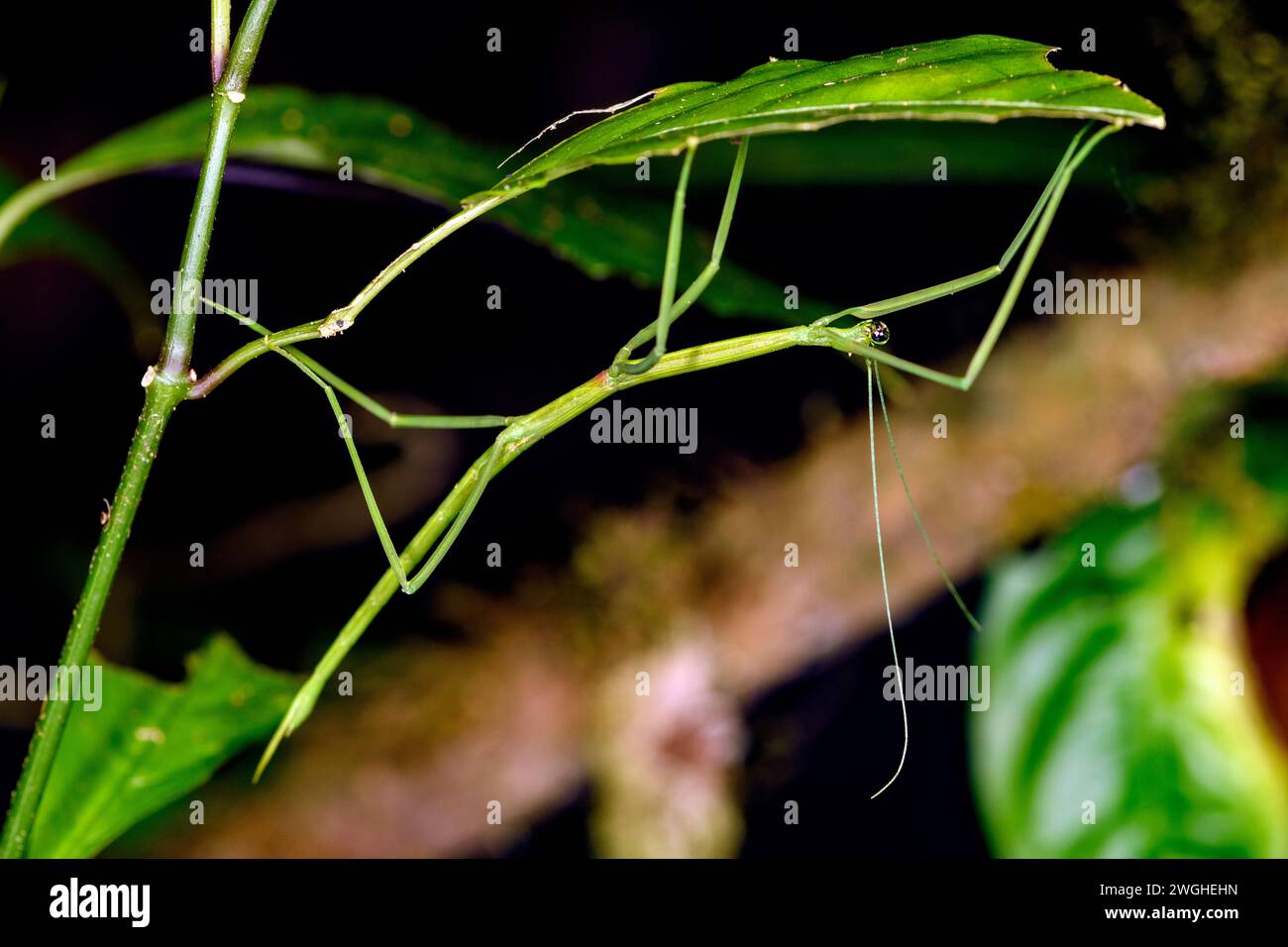 Unidentified green walking stick from family Diapheromeridae. Photo ...