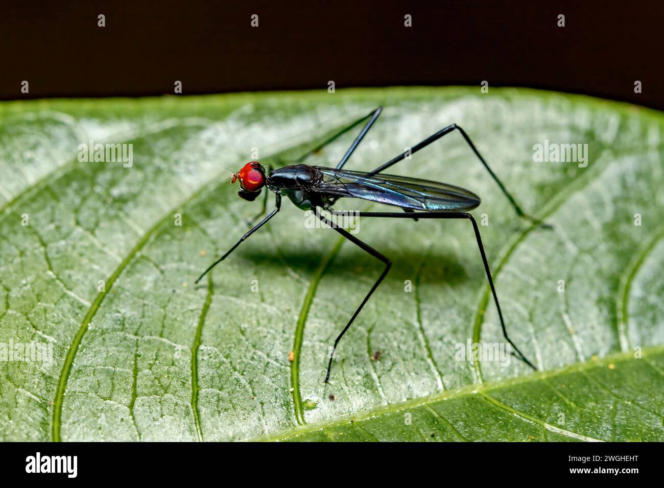 Stilt-legged fly (possibly Scipopus heteropus, family Micropezidae) from Bosque de Paz, Costa ...