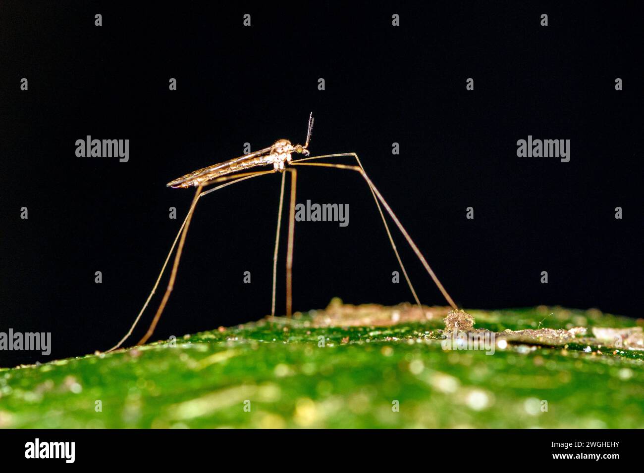 Crane fly (Family Limoniidae, Geranomyia sp.?) from Bosque de Paz ...