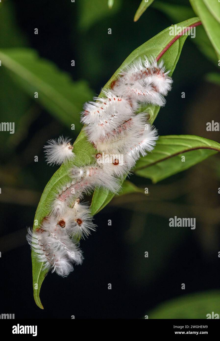 Carterpillars of a moth (probably Hylesia sp.) from the cloudforest of ...