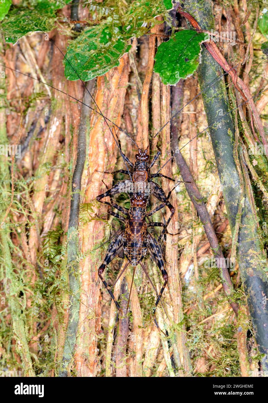 Pair of unidentified spider crickets (Family Phalangopsidae) mating ...