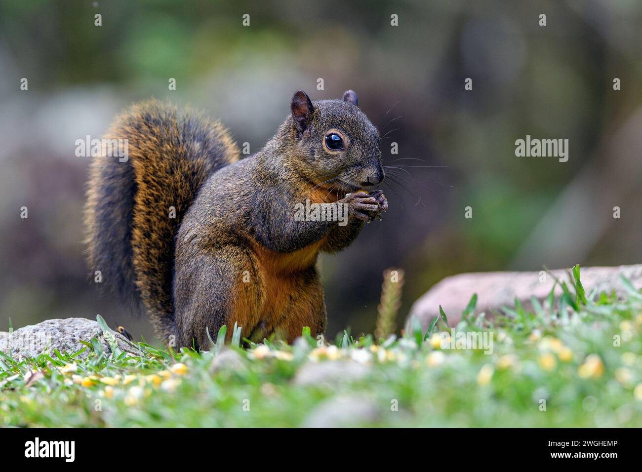 Red-tailed squirrel (Sciurus granatensis) from Bosque de Paz, Costa Rica Stock Photo - Alamy