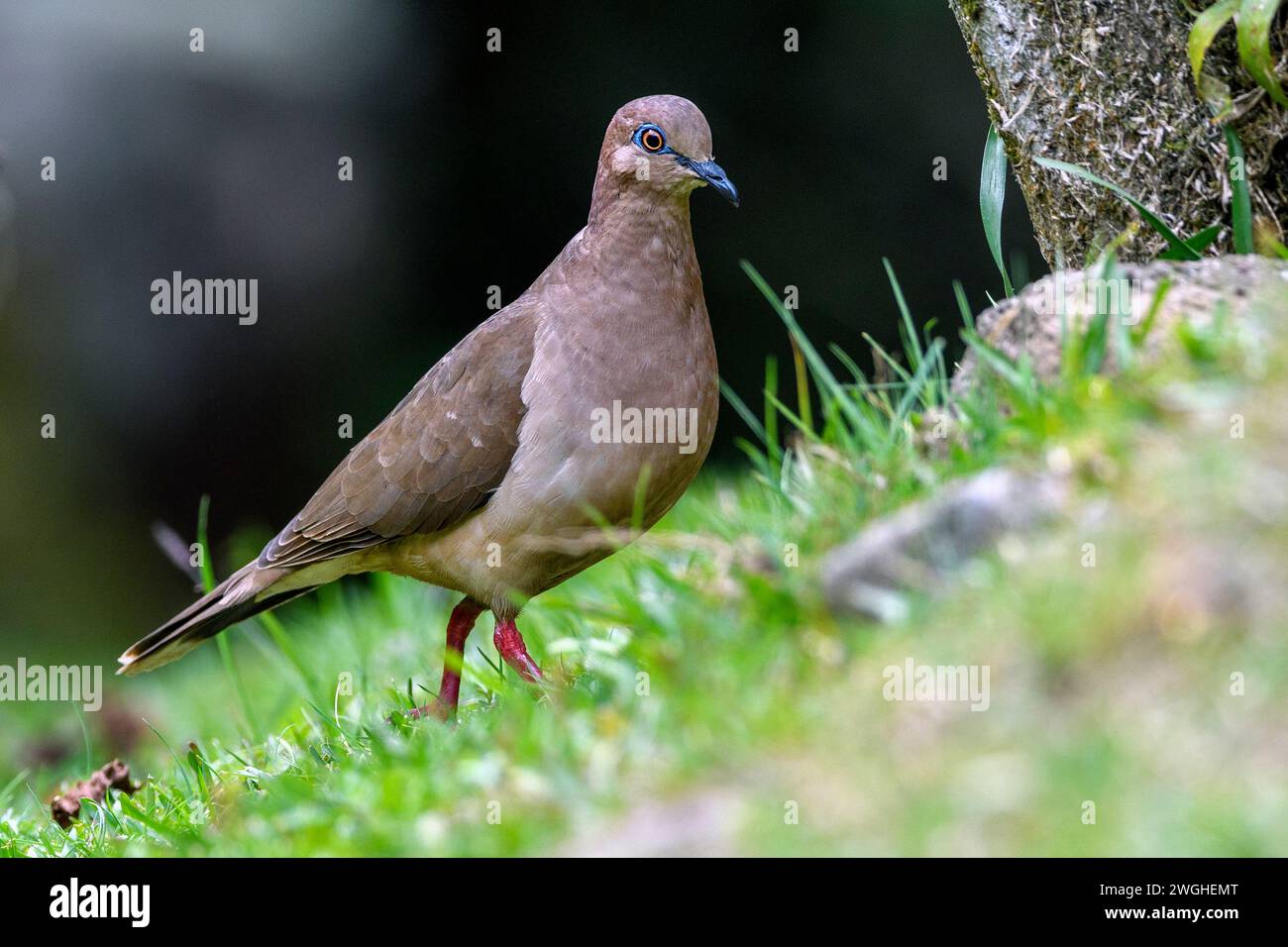 Bosque de aves hi-res stock photography and images - Alamy