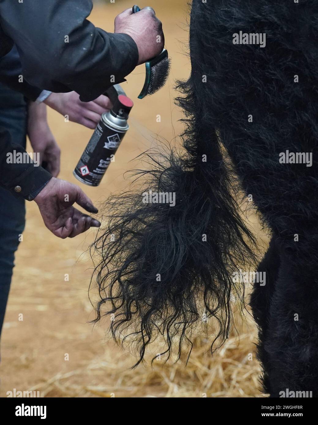 An Aberdeen Angus bull has its tail combed ahead of going in the ...