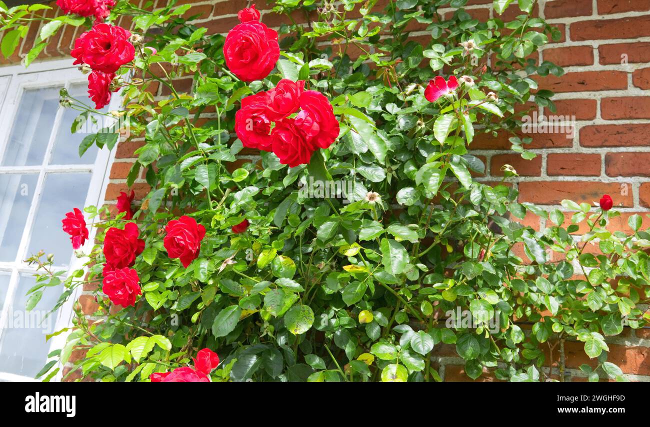 Climbing rose house hi-res stock photography and images - Alamy