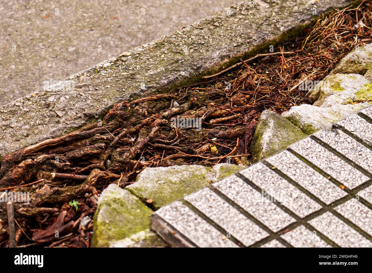 A bunch of tangled tree roots grows between a concrete curb and ...