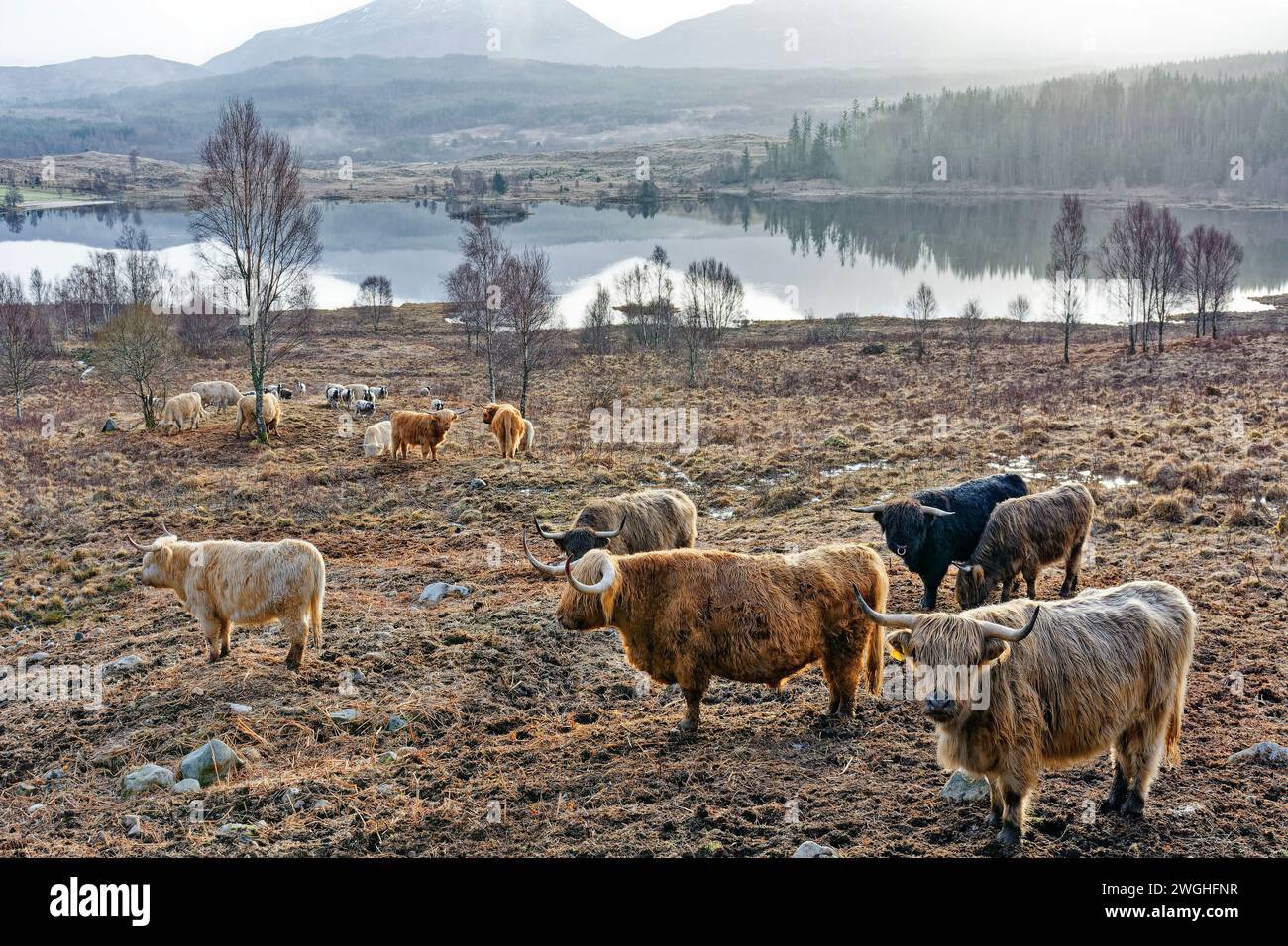 Highland cattle and Jacob sheep small herd and flock on winter pasture ...