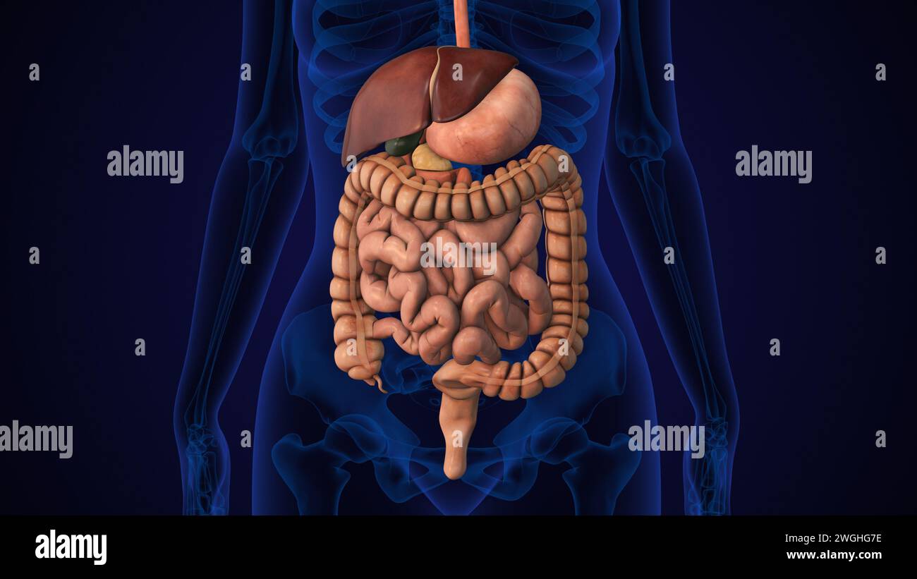 Human Digestive System Anatomy Animation Concept Stock Photo - Alamy