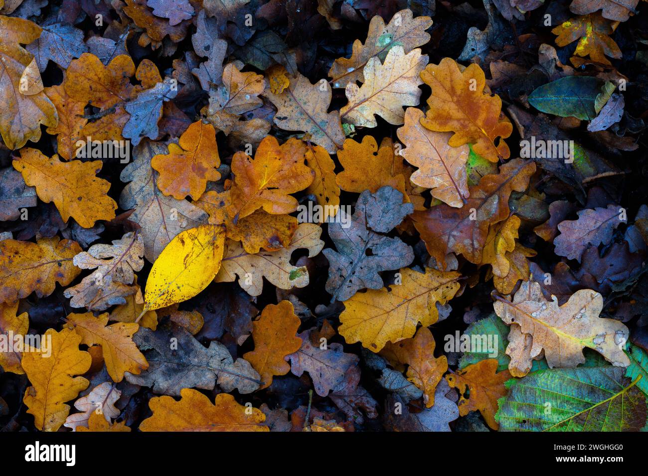 Assorted And Colorful Autumn Leaves Stock Photo - Alamy