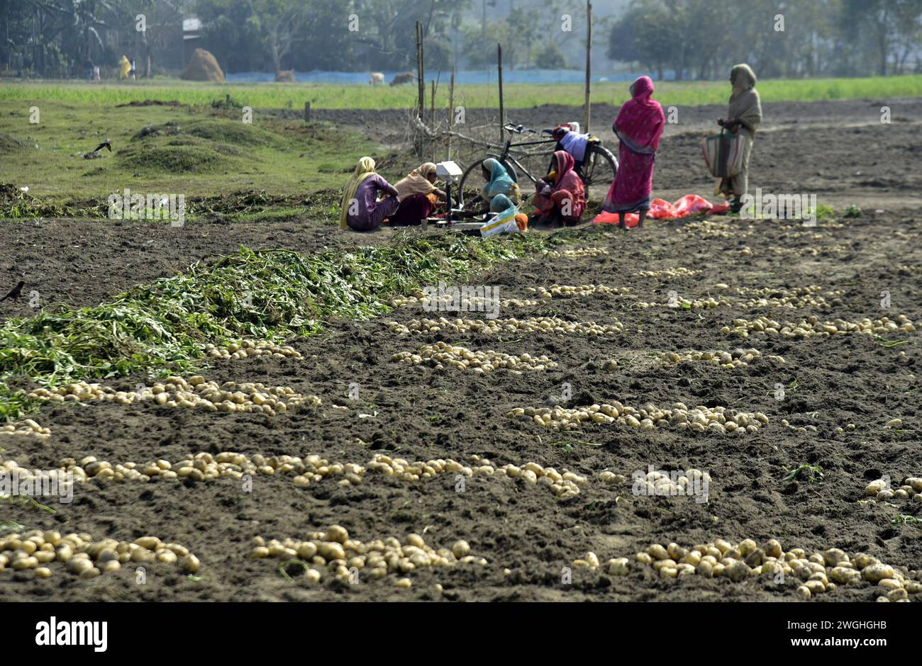 Women digging india hi-res stock photography and images - Alamy