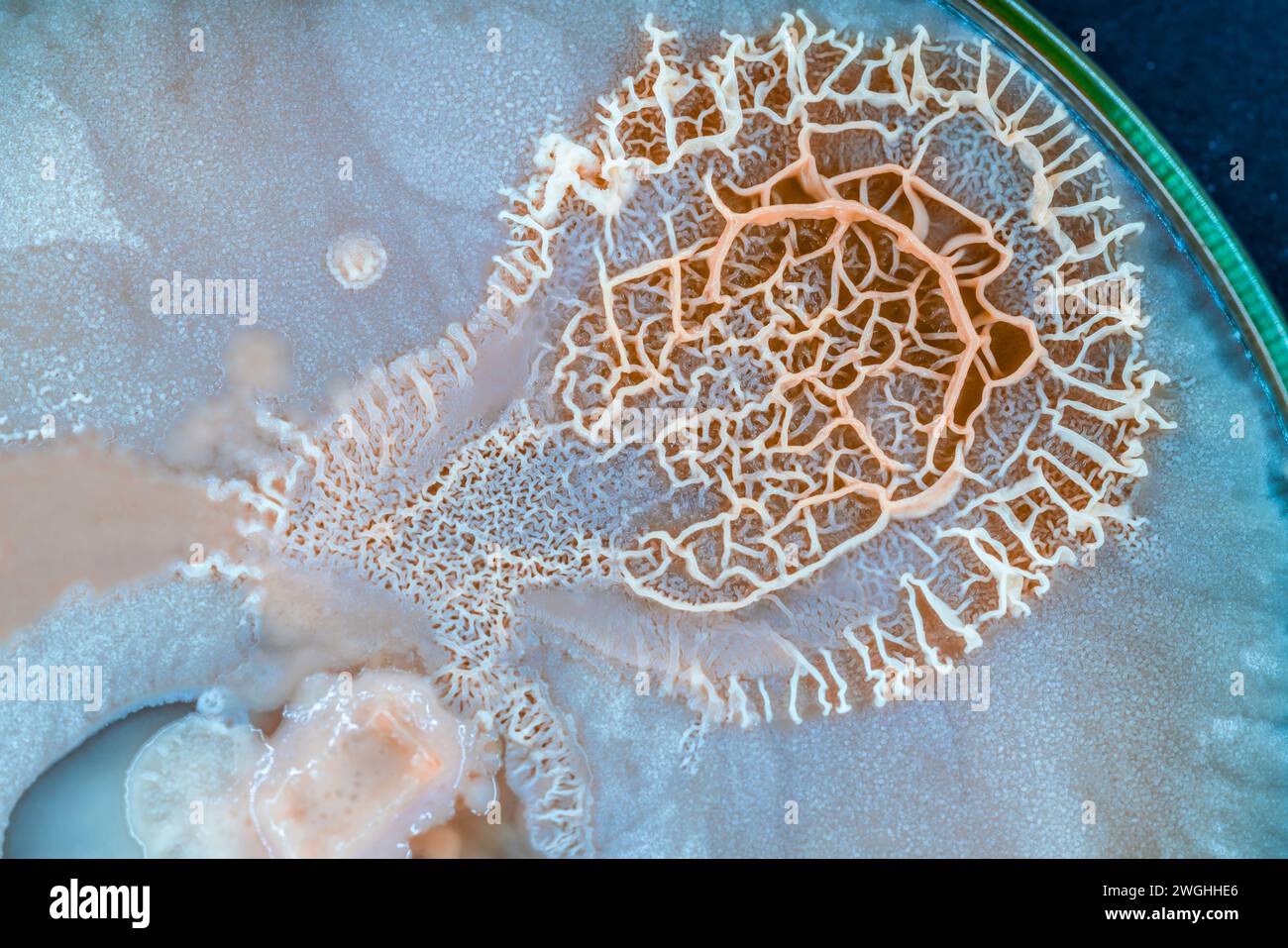 colonies of bacteria and microorganisms on the surface of agar and wind ...