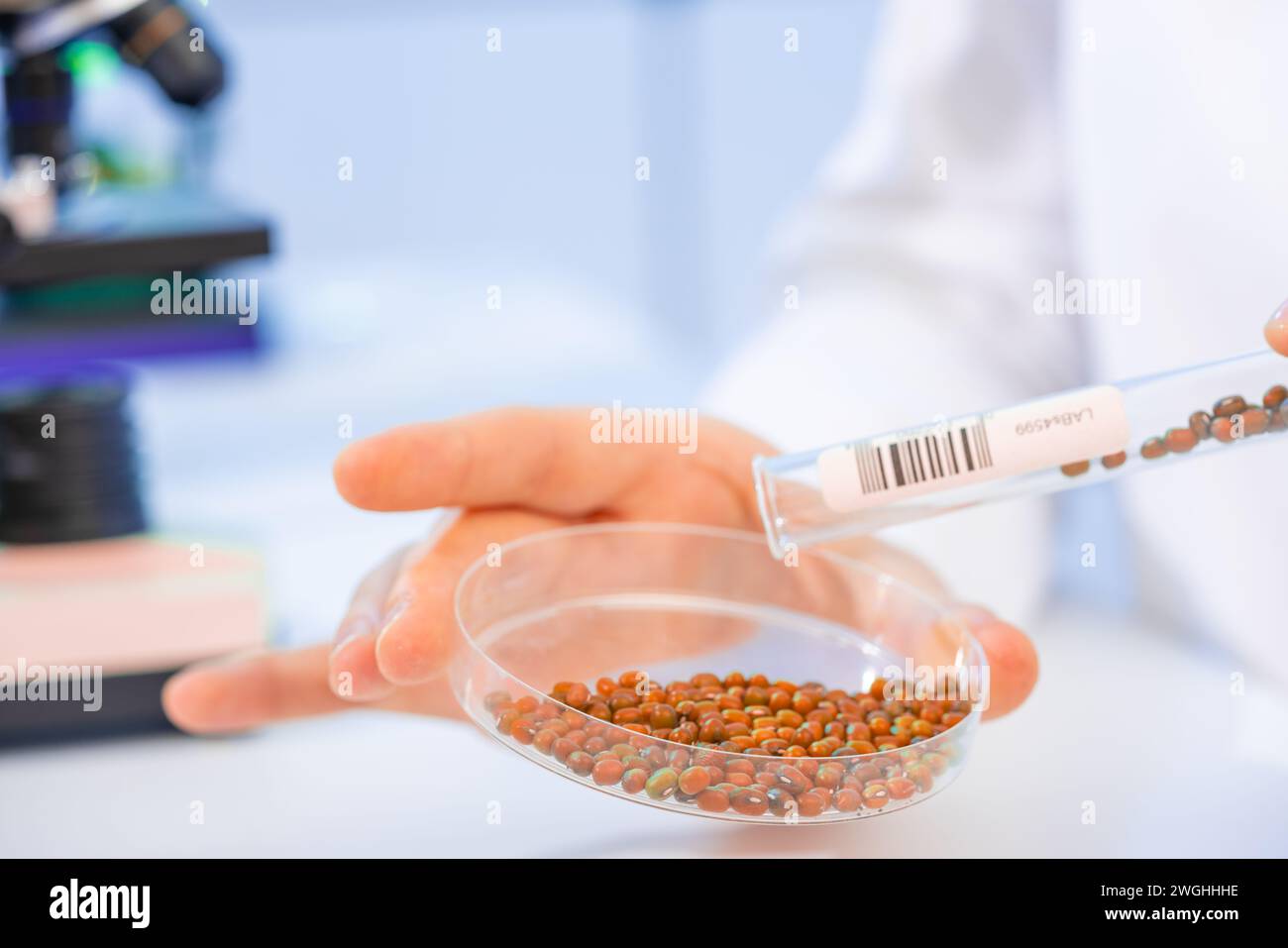 quality control of planting grain crops in the laboratory Stock Photo ...