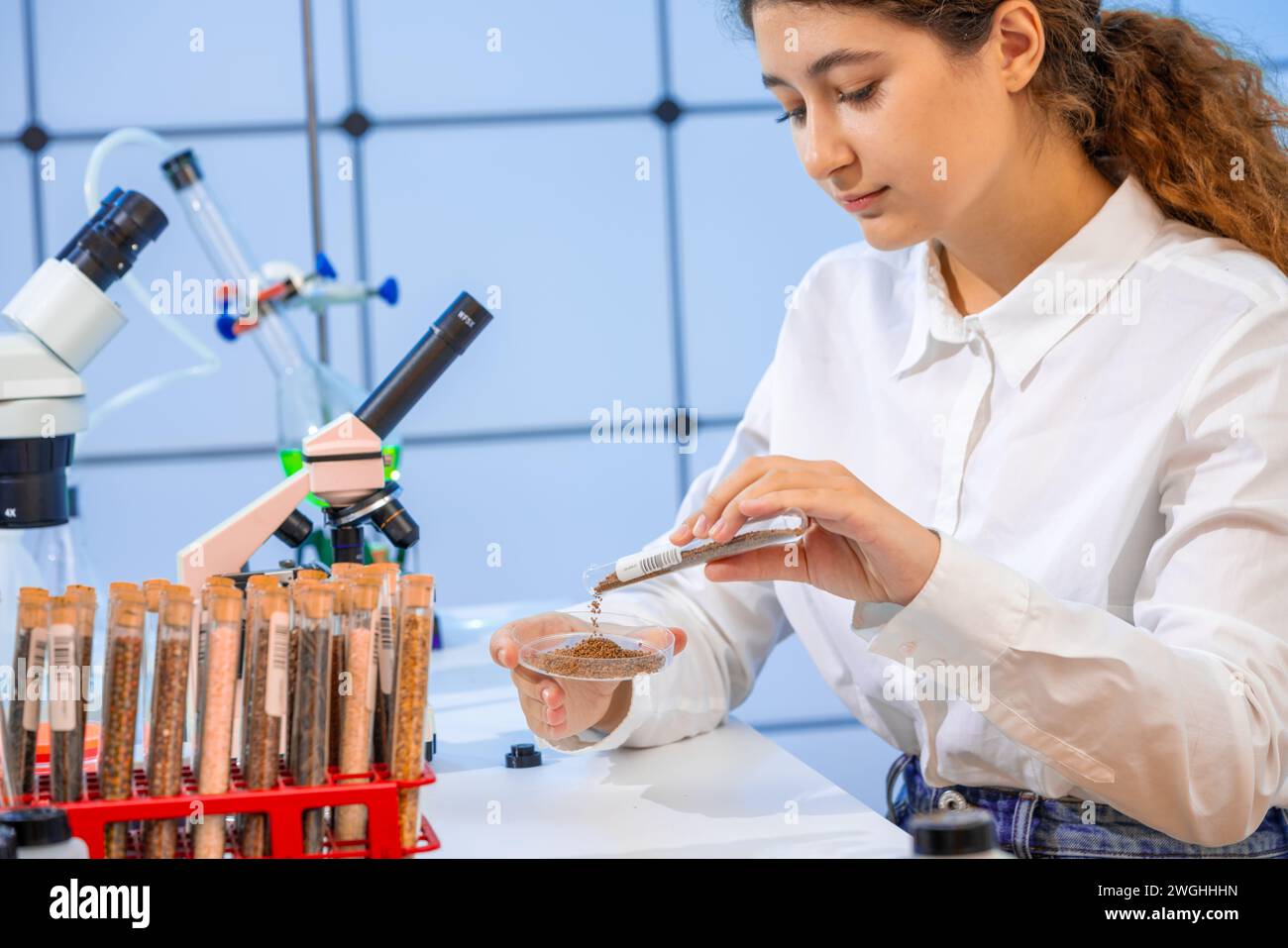 quality control of planting grain crops in the laboratory Stock Photo ...