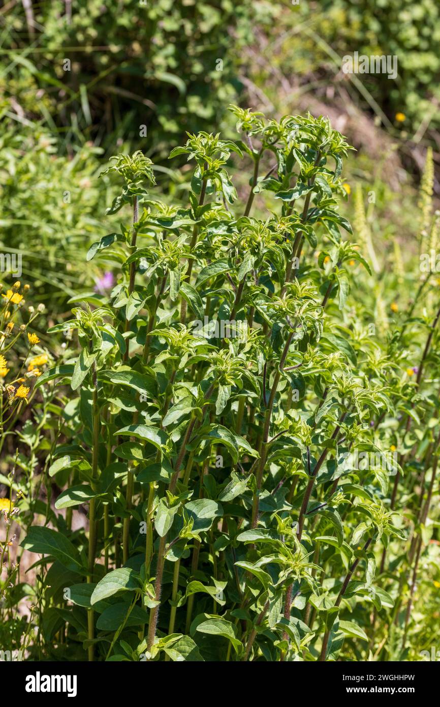 Spiny golden star pallenis spinosa hi-res stock photography and images ...