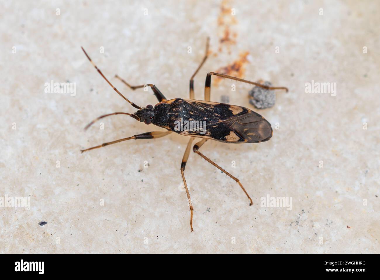 Seed bugs hi-res stock photography and images - Alamy
