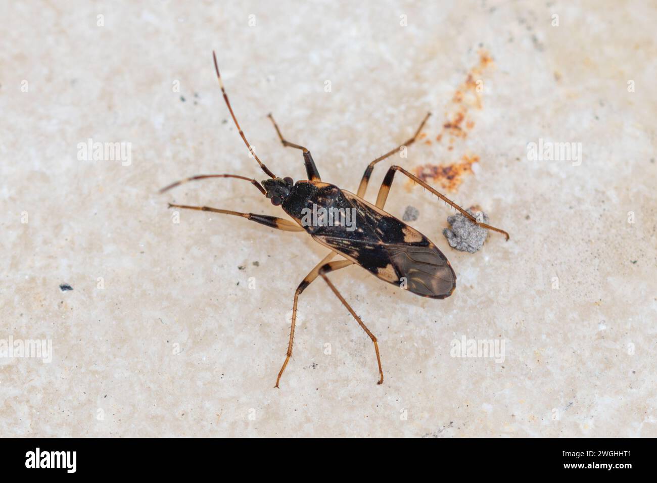 Seed bugs hi-res stock photography and images - Alamy