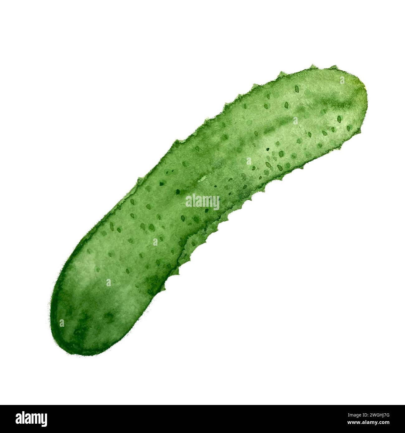 Watercolor hand drawn cucumber isolated on white Stock Photo - Alamy
