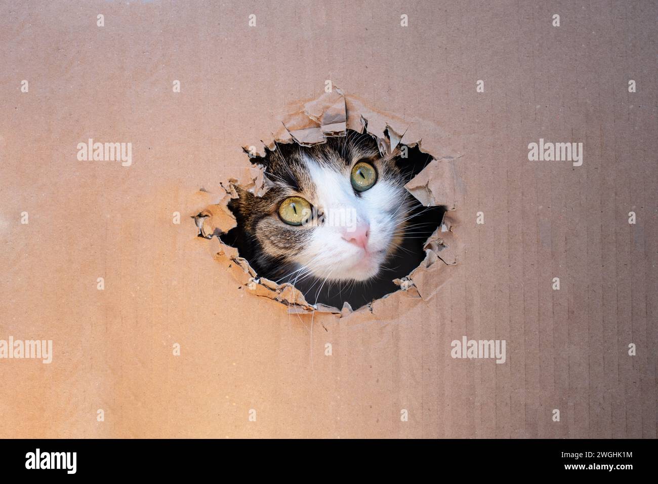 Cute cat looking thru a hole ripped in a cardboard box, soft focus ...