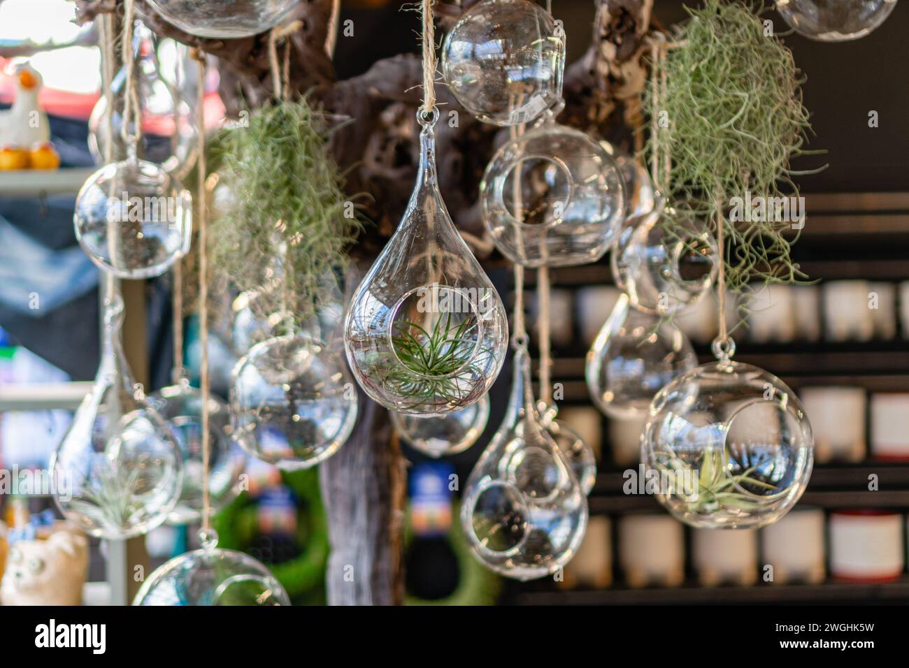 Glass plant hangers hi-res stock photography and images - Alamy