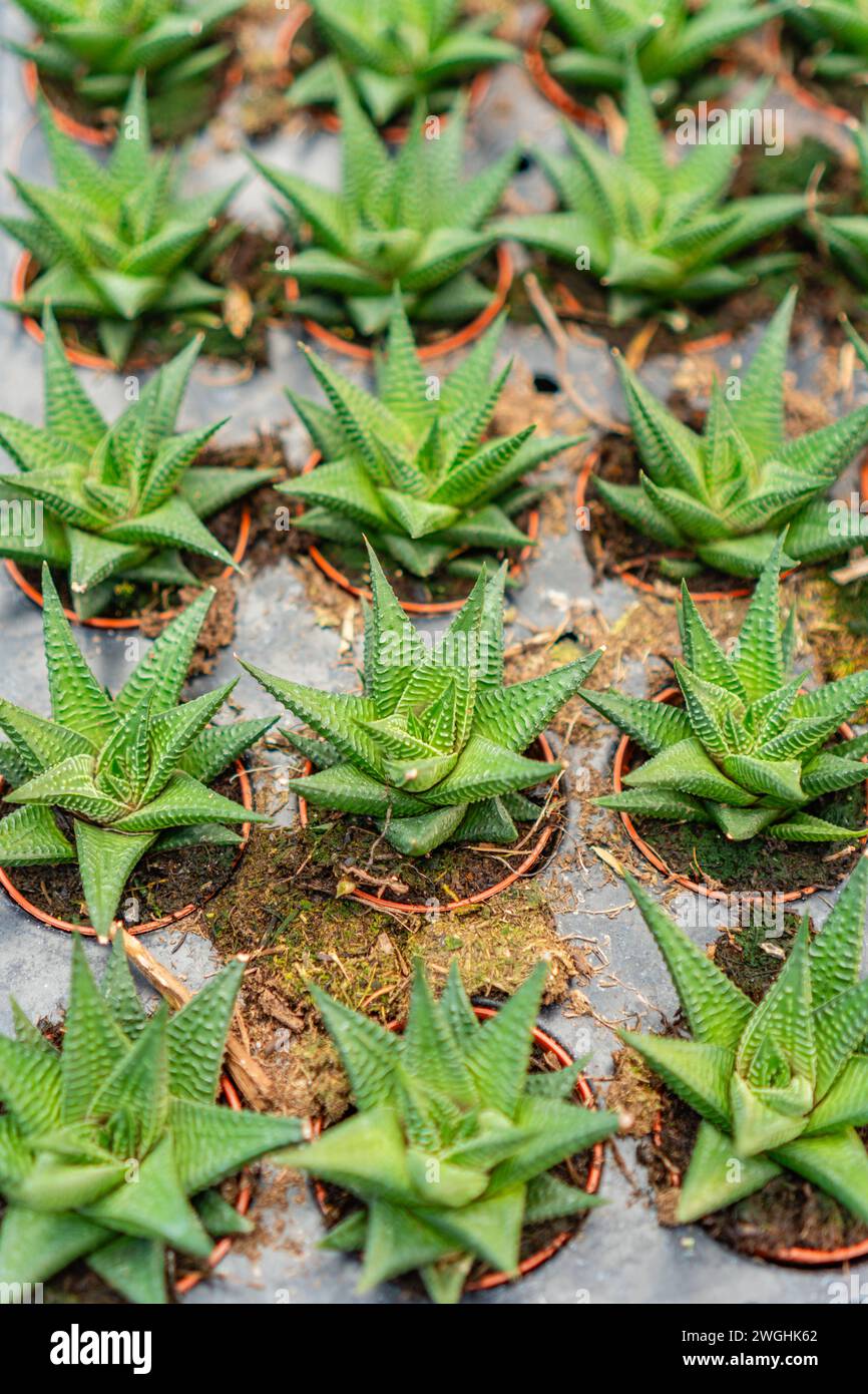 Rows of small succulent plants for sale at local plant nursery Stock ...
