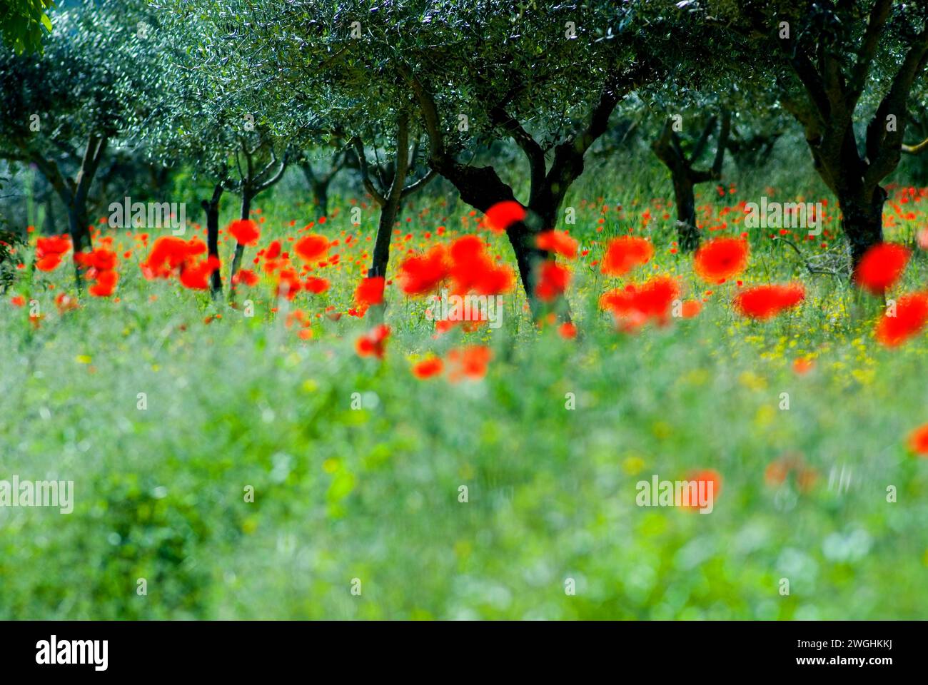 Bloom grove hi-res stock photography and images - Alamy